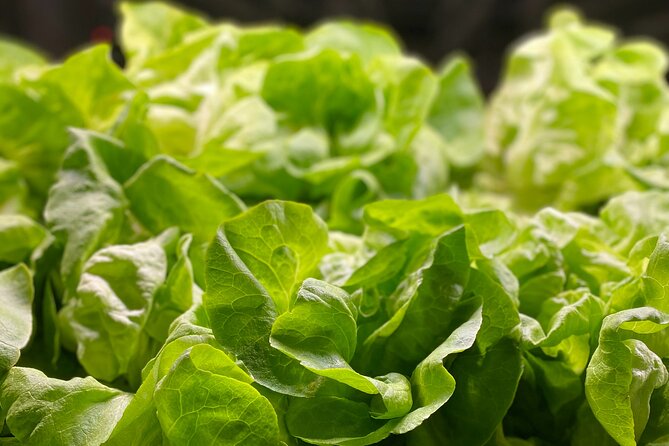 Charleston Farm-to-Table Food Tour and Chefs Challenge - What to Expect
