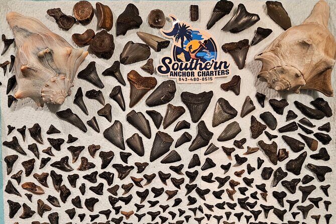 Charleston/Folly Beach Shark Tooth and fossil Island Drop off - A Closer Look at the Experience