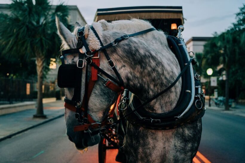 Charleston: Haunted Carriage Evening Tour - What to Expect on the Tour