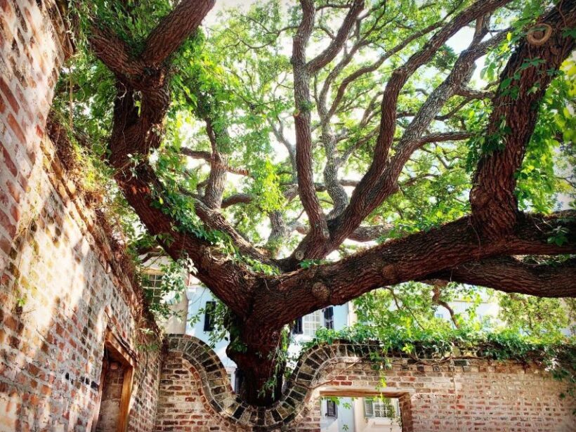 Charleston: Hidden Alleys and Historic Sites Walking Tour - The Sum Up: Is It Worth Your Time?