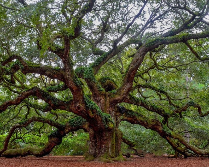 Charleston: Historic District & Plantation VIP Private Tour - Historic Residences and Architectural Highlights