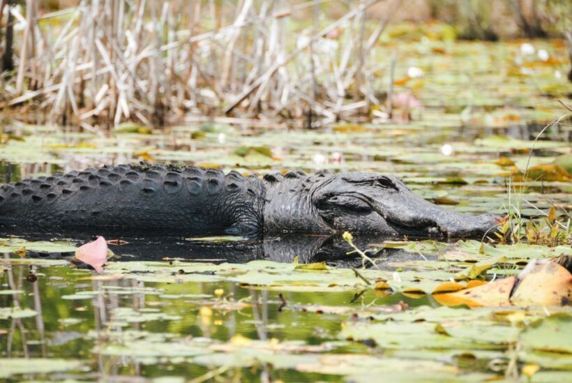 Charleston: Magnolia Plantation Entry & Tour with Transport - Wildlife & Nature Tram Ride