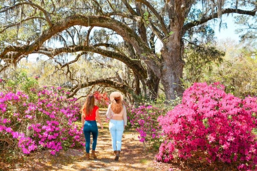 Charleston: Magnolia Plantation Entry & Tour with Transport - Additional Offerings & Notes