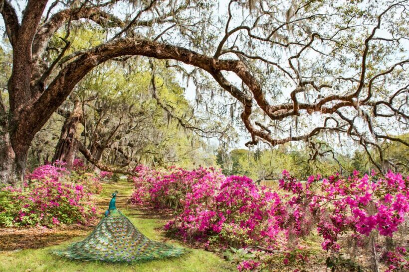 Charleston: Magnolia Plantation Entry & Tour with Transport - What Could Be Improved?
