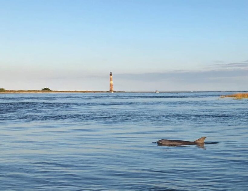 Charleston: Morris Island Dolphin Cruise with Beachcombing - A Well-Balanced Adventure for Nature and Relaxation