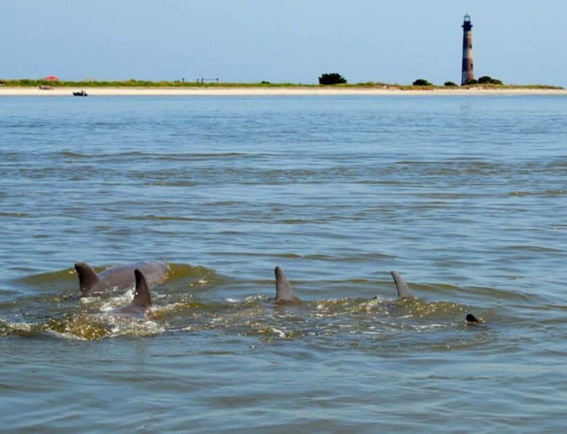 Charleston: Morris Island Lighthouse Eco-Boat Tour - Key Points