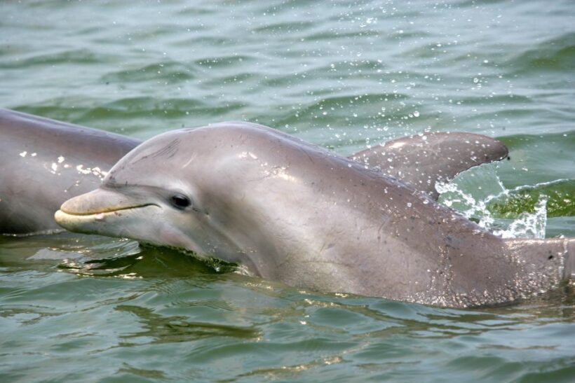 Charleston: Schooner Sailing Harbor Tour & Dolphin Watch - Authentic Experiences from Customer Feedback