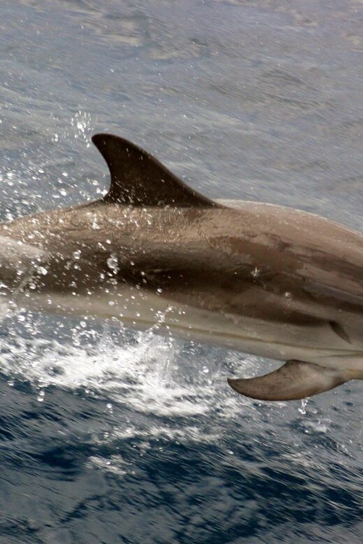 Charleston: Sightseeing Harbor Tour & Dolphin Watch - Wildlife and Scenic Highlights