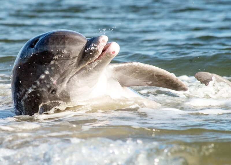 Charleston: Sunset Harbor Cruise for Dolphin Watching - Who Should Consider This Tour?