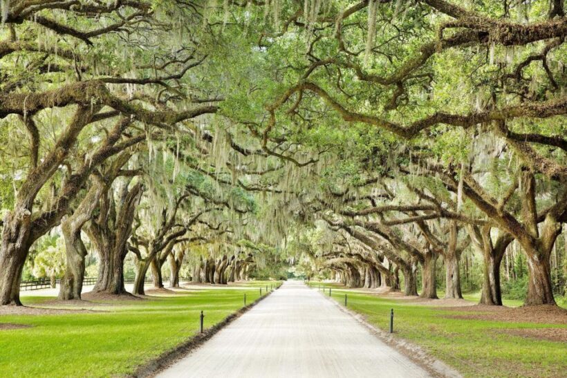 Charleston: Tour Pass with 40+ Attractions - Charleston: Tour Pass with 40+ Attractions – A Complete Guide