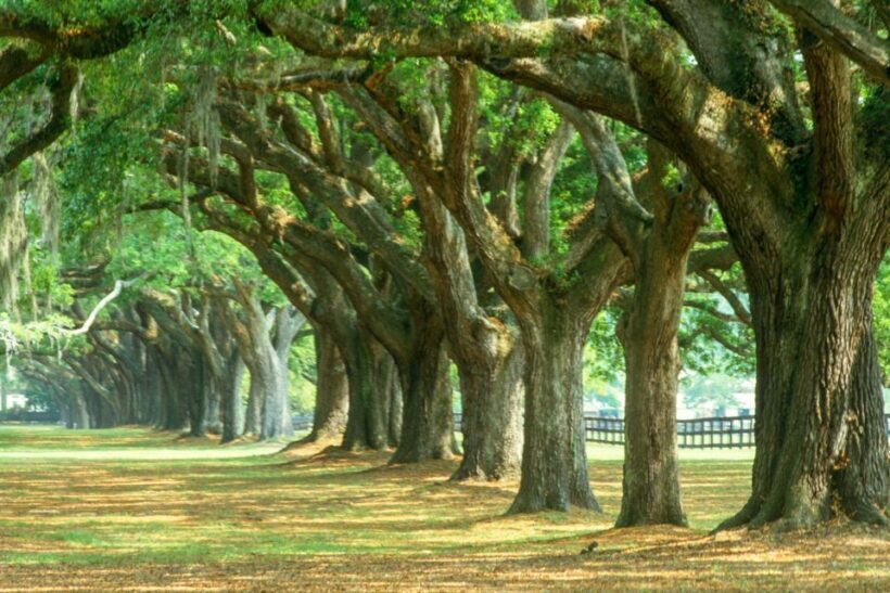 Charleston: Tour Pass with 40+ Attractions - The Practicalities: What It Means for You