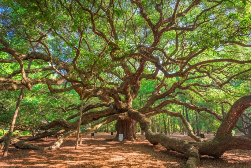 Charleston: Wadmalaw Island Wine Tasting and Tea Garden Trip - A Closer Look at the Tour Experience