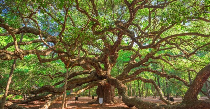 Charleston: Wadmalaw Island Wine Tasting and Tea Garden Trip - Who Is This Tour Best For?