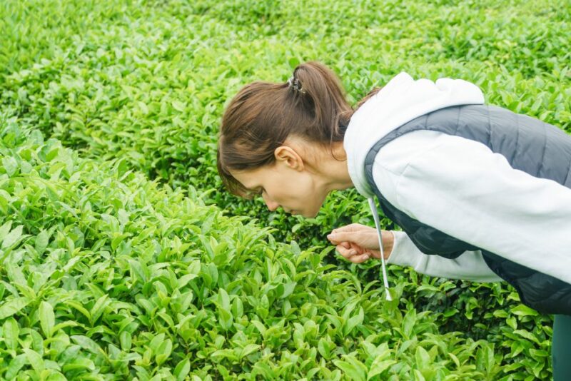 Charleston: Wadmalaw Island Wine Tasting and Tea Garden Trip - FAQs