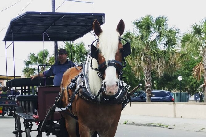 Charleston's Historic Residential Horse and Carriage Tour - Final Thoughts: Is This Tour for You?