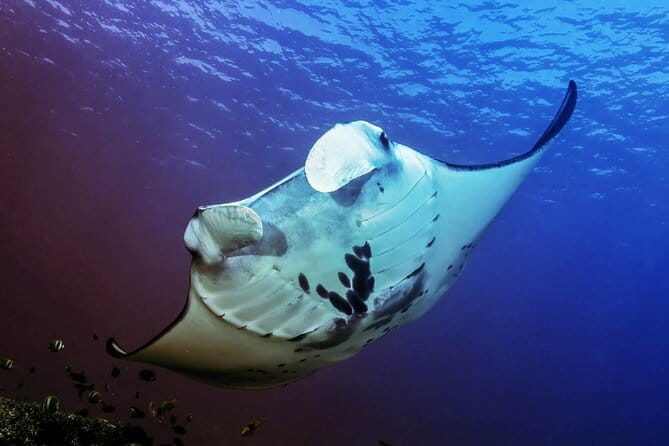 Charter a car with driver in Bali - Frequently Asked Questions