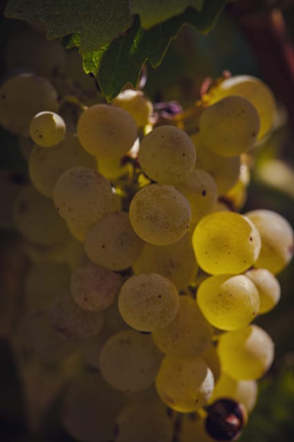 Château Arton Guided Tour and Armagnac Tasting - Key Points