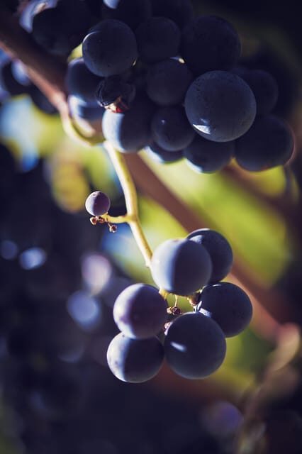 Château Arton Vineyard Tour and Tasting - The Tasting Experience: Vines and Flavors in a Private Garden