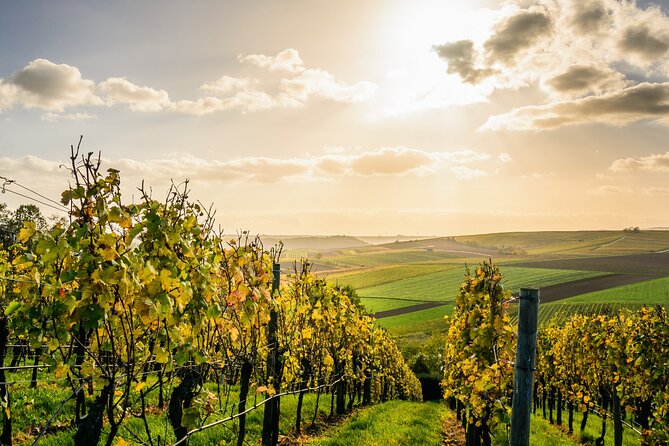 Chateauneuf du Pape and Luberon vineyard tour from Avignon - Key Points