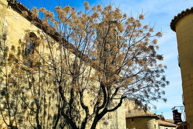 Châteauneuf Du Pape Intensive Vineyard & Fine Wine Experience - The Significance of Châteauneuf-du-Papes Winemaking History