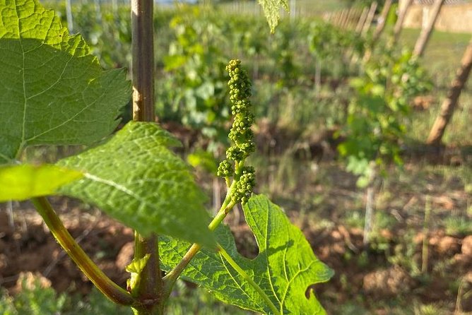 Cheese and Wine Accord Tour at Château de Champ-Renard - A Deep Dive into the Cheese and Wine Accord Tour at Château de Champ-Renard