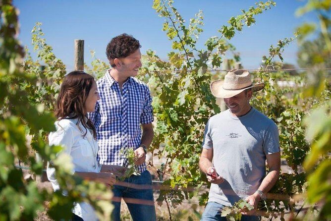 Cheese and Wine Route Tour with starting from Querétaro - The Sum Up