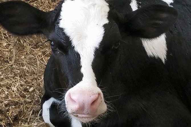 Cheese, Canals & Windmill Countryside E-Bike Tour Amsterdam - Final Thoughts: Is It Worth It?