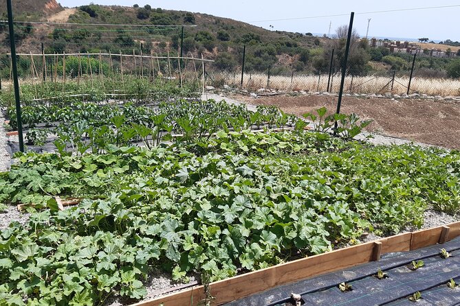 Chefcooking Paella From Our Andalusian Grandmother at a Family Farm - Ingredients and Preparation