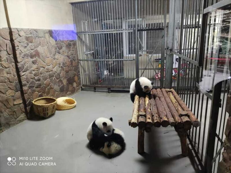 Chengdu: 3-Day Panda Base, Giant Buddha, and Ancient Town - FAQs