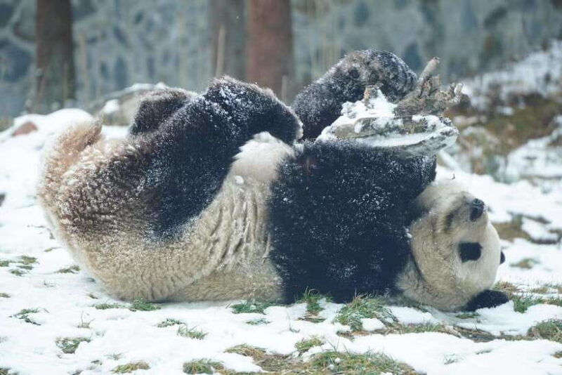 Chengdu: 4-Day Wolong In-Depth Panda Tour - Introduction
