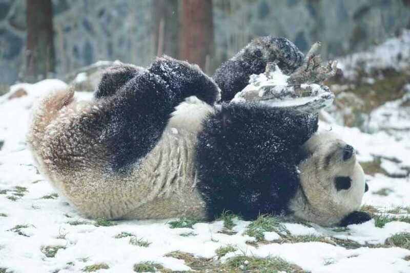Chengdu: 4-Day Wolong In-Depth Panda Tour - Practical Details and Value