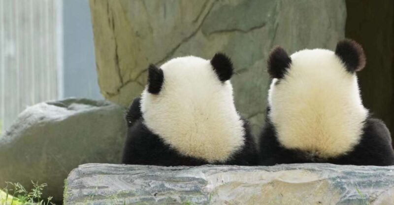 Chengdu: Chengdu Day Trip with Giant Panda and Leshan Buddha - The Value of This Tour