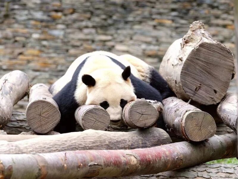 Chengdu: Chengdu Day Trip with Giant Panda and Leshan Buddha - Who Will Love This Experience?