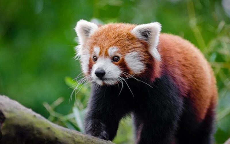 Chengdu downtown essences private day tour - Key Points