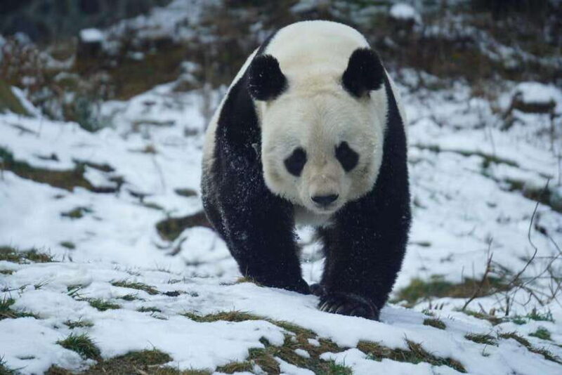 Chengdu: Dujiangyan Panda Volunteer Program with Lunch - Frequently Asked Questions