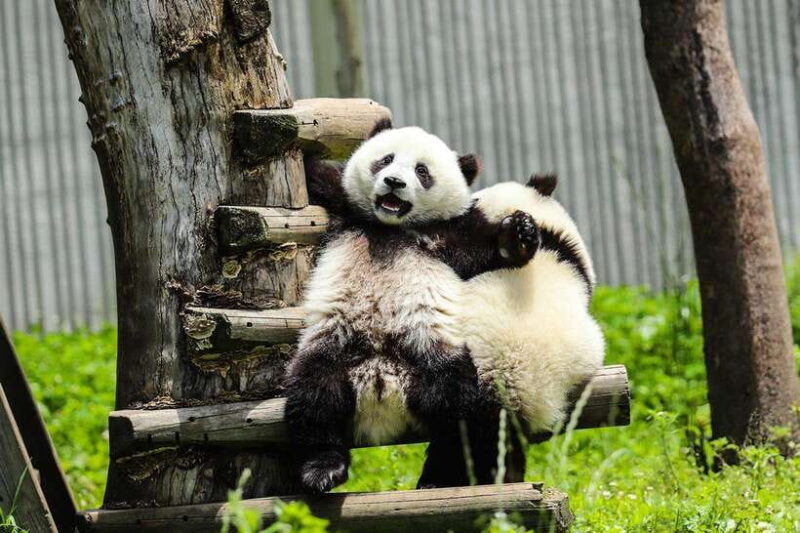 Chengdu Giant Panda Base Half Day Tour (English Tour Guide) - What to Expect on the Tour