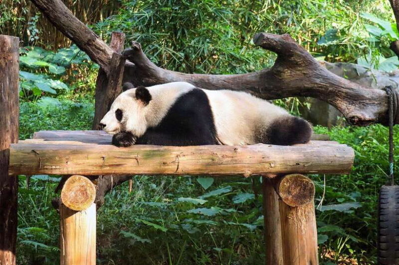 Chengdu Giant Panda Base Half Day Tour (English Tour Guide) - Analyzing the Value
