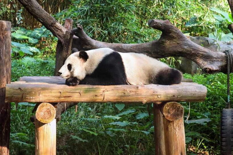 Chengdu Giant Panda Base Half Day Tour (English Tour Guide) - The Itinerary in Detail