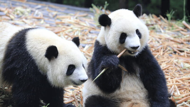 Chengdu: Giant Panda Base Reservation and Entry - Who Will Love This Experience?