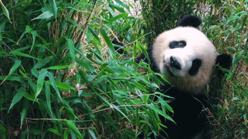 Chengdu: Giant Panda Base Reservation and Entry - FAQ