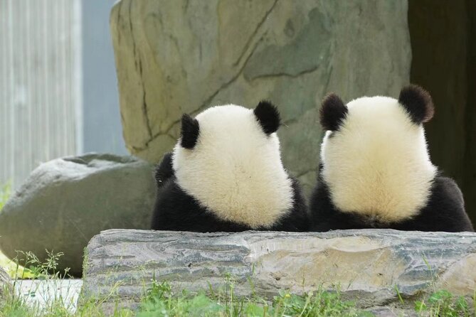 Chengdu Giant Panda Breeding Research Base Ticket - What to Expect From the Tour