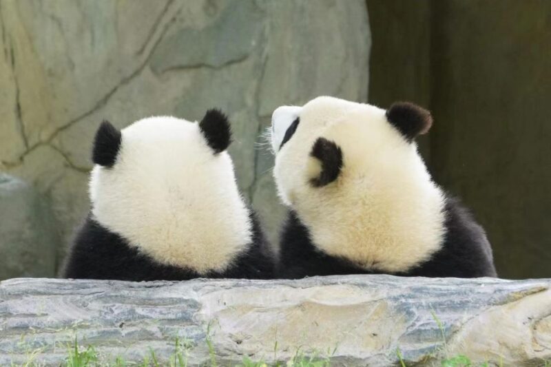 Chengdu: Giant Panda Breeding Research Base Ticket - Key Points