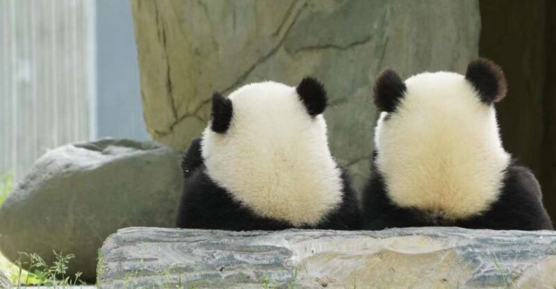 Chengdu: Giant Panda Breeding Research Base Ticket - Who Will Love This Tour?