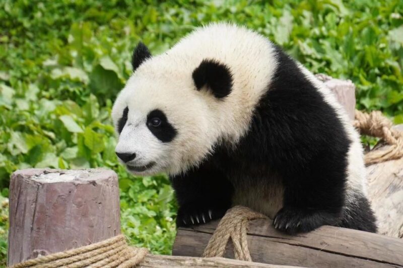 Chengdu: Giant Panda Breeding Research Base Ticket - Final Thoughts – Is It Worth It?