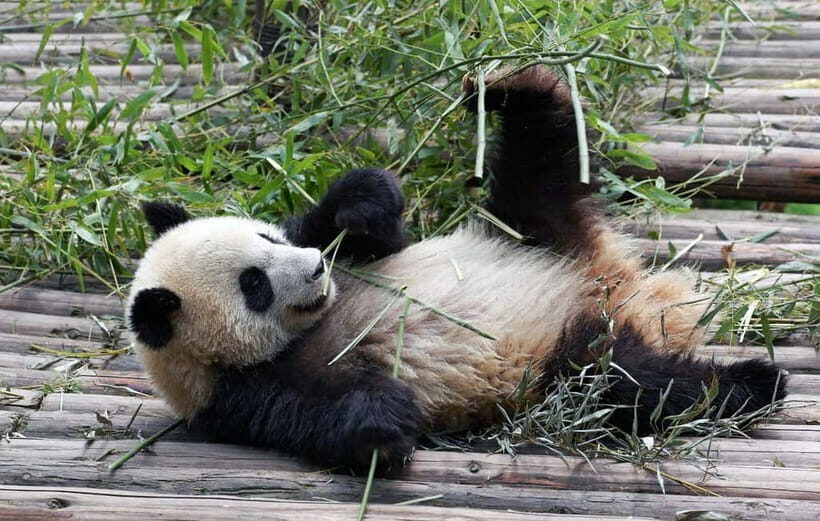 Chengdu Giant Panda: Panda Base or Shenshuping (optional) - Key Points