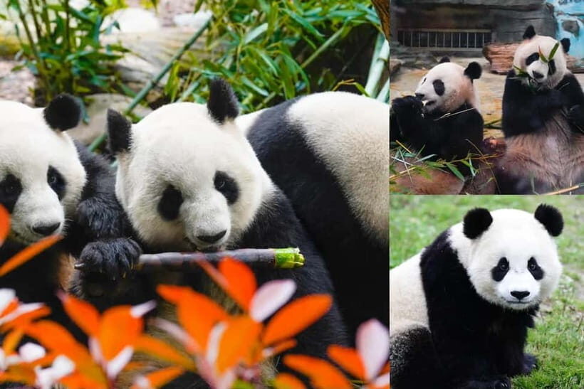 Chengdu Giant Panda: Panda Base or Shenshuping (optional) - An In-Depth Look at the Panda Tours in Chengdu
