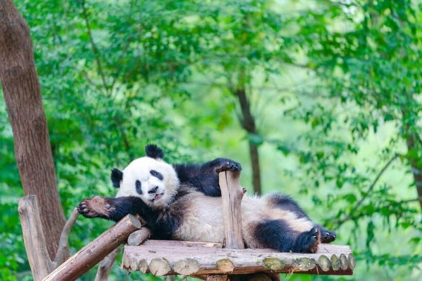 Chengdu Giant Panda: Panda Base or Shenshuping (optional) - Final Thoughts: Who Should Consider This Experience?