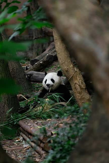 Chengdu: Half-Day Panda Base Tour with Guide Option - Key Points