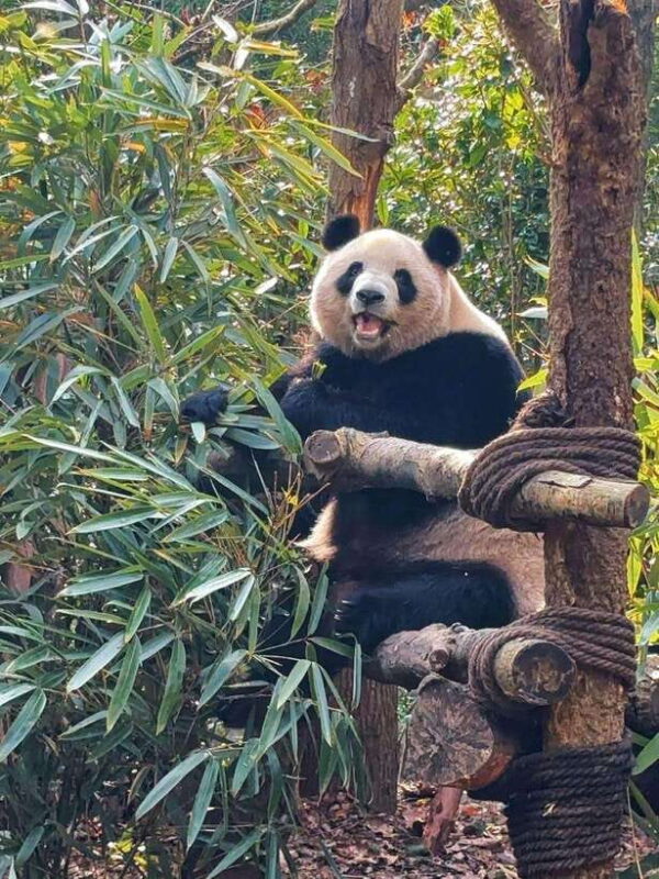 Chengdu: Hidden Wonders Day Tour with Wolong Panda Base - Key Points
