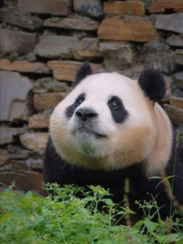 Chengdu: Hidden Wonders Day Tour with Wolong Panda Base - Frequently Asked Questions